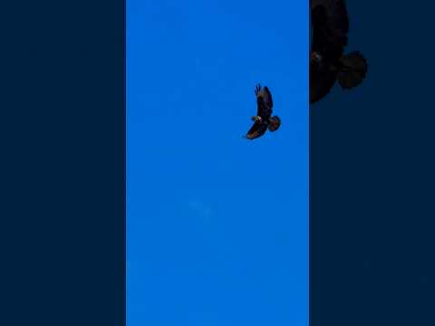 Buzzard 01 #shorts #birdsofprey #buzzard #buzzards #birds #hunter #wildlife #nature #ptaki #uk #new