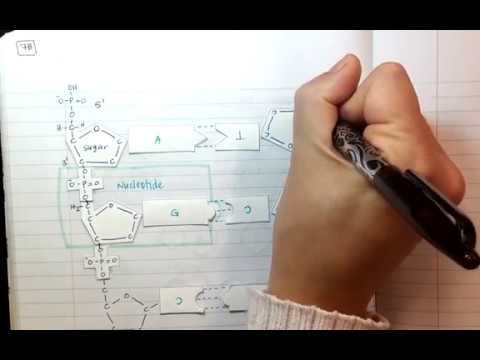 DNA Structure - Model final