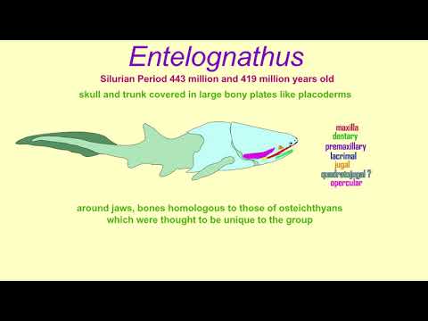 Entelognathus a transitional placoderm with features of osteichthyans