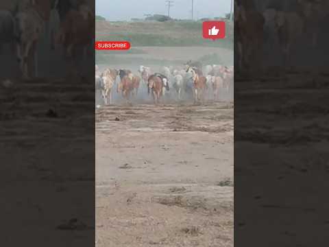 A herdsman life #travel#pakistan #trending #shortvideo#youtubeshorts #herdsmen#ytshorts #shorts