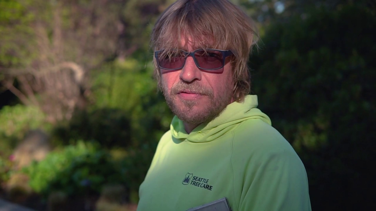 Pruning job with Seattle Tree Care