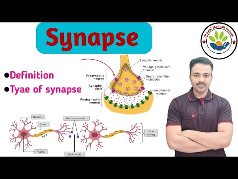 Synapse // classification of synapse // Type of synapse // synapse Hindi and English