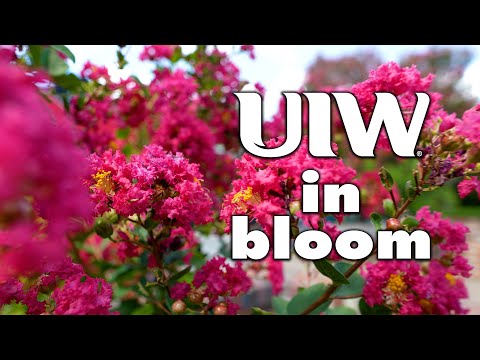 UIW Campus Flower Tour