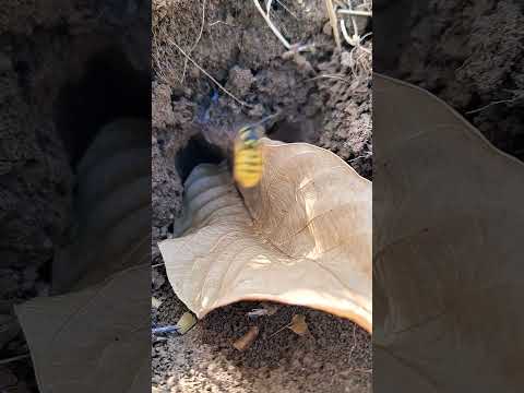 Bee Sanctuary: Public bath and a quiet place for bees