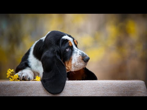 What is the size and weight range for adult Basset Hounds?