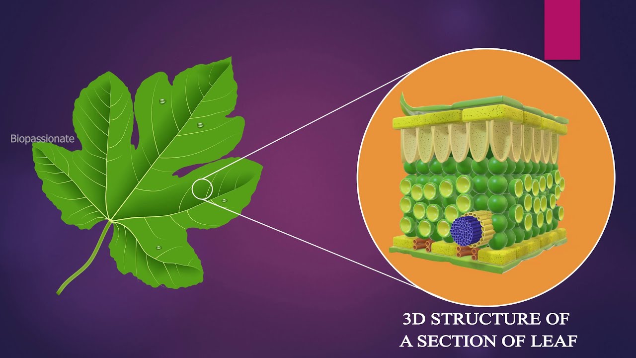 SECTION OF DICOT LEAF | 3D STRUCTURE