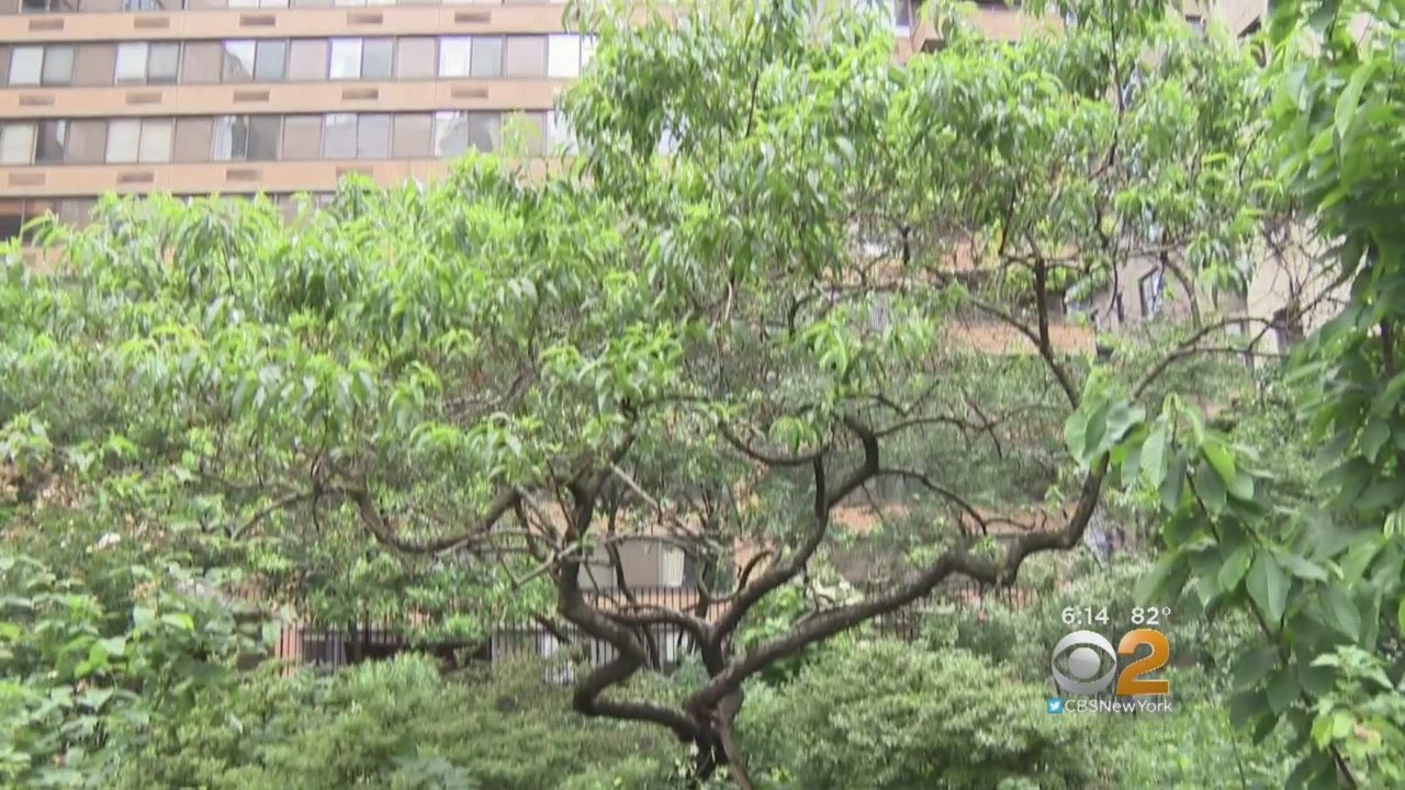 Hidden Green Spaces In NYC