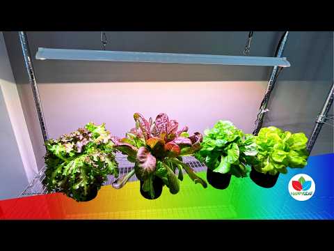 What ‘Full Spectrum’ Really Means for Your Plants - LED Grow Lights