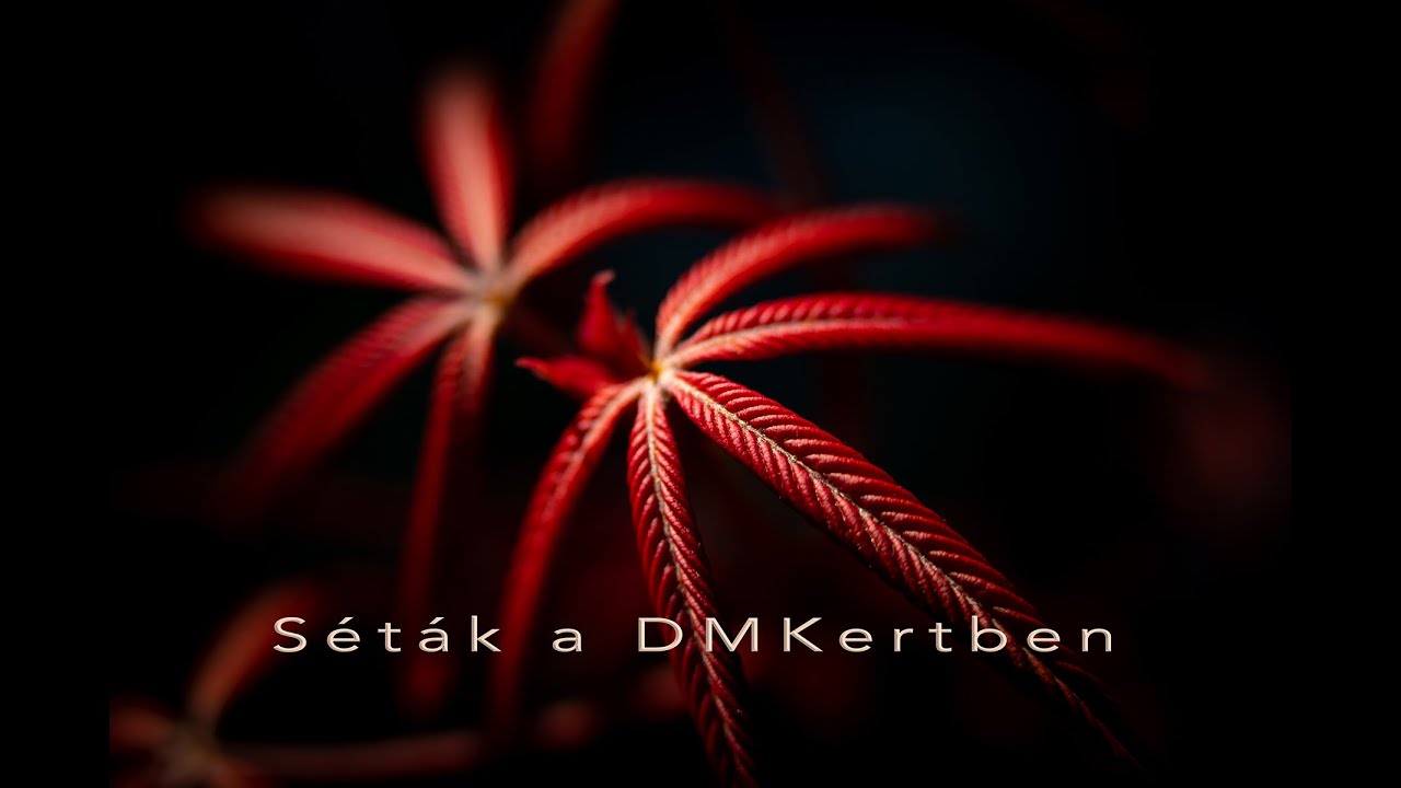 Tavaszi séták a DMKertben..