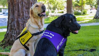 GUIDE DOGS OF AMERICA (International Guiding Eyes, Inc.) - GuideStar ...