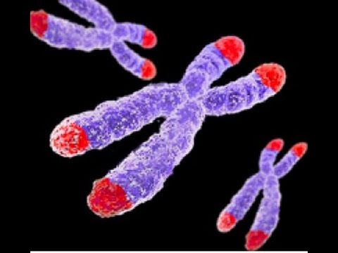 Telomere Biololgy: Predicts Life Expectancy (long version) - Dr Ed Park's Podcast 3
