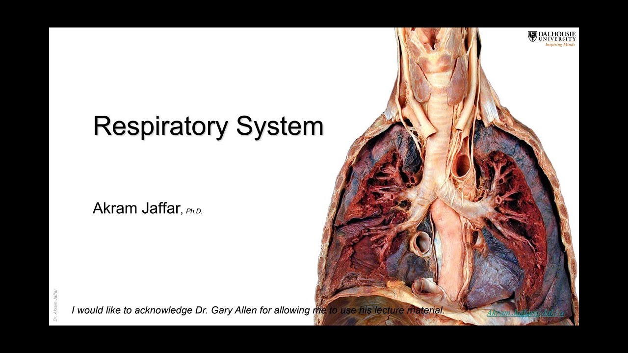 ANAT1010_23_Respiratory system + Anki flashcards