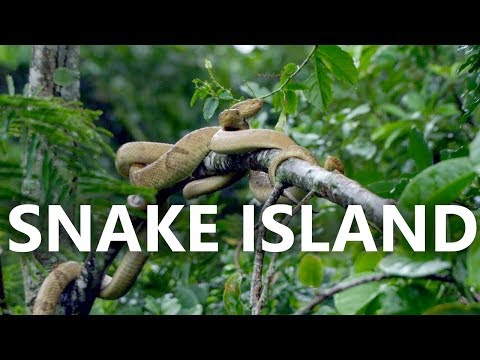 Snake Island , World’s Most Deadly Island – brazil | Traveldiaries