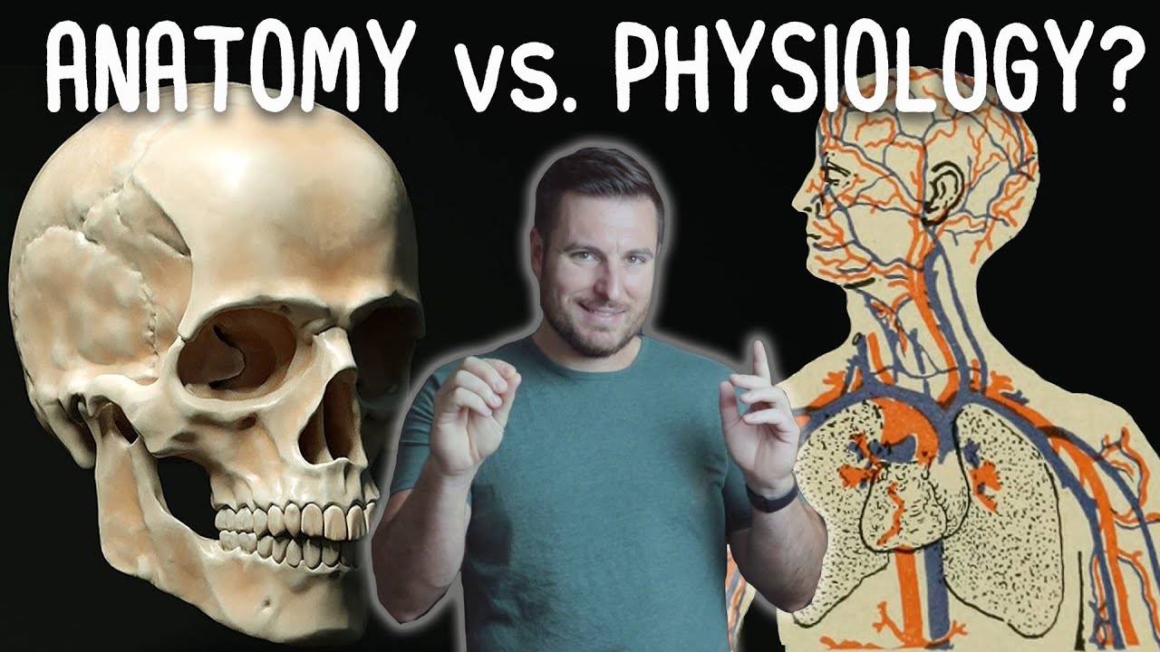 What's the Difference Between Anatomy and Physiology? | Corporis