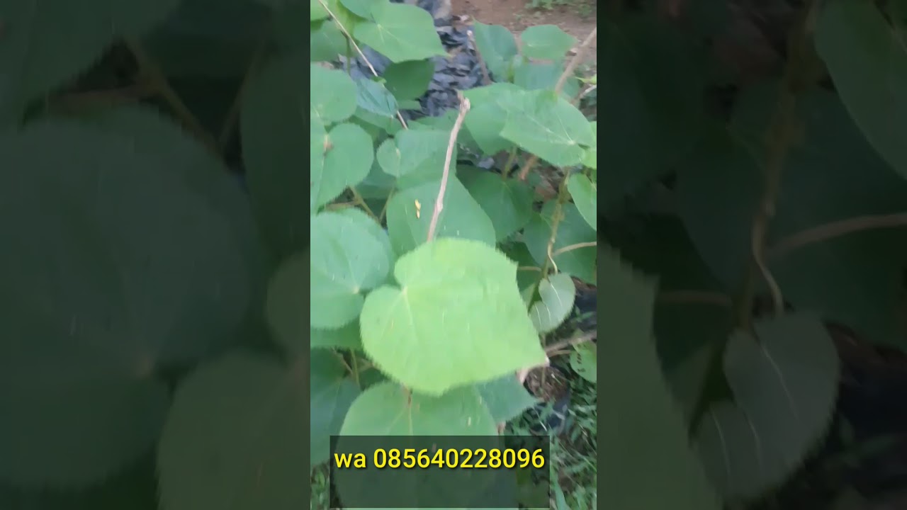 jual dombeya cayeuxii. sumber nektar dan pollen. bergaransi.