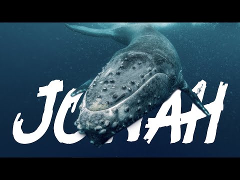 Jonah 4:1-11 Jonah's lesson about compassion