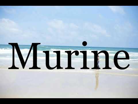 How To Pronounce Murine๐๐๐๐๐๐Pronunciation Of Murine