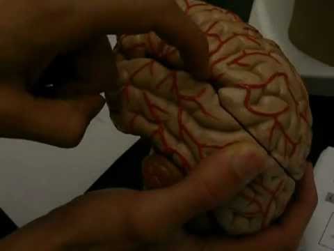 Brain Model Exterior