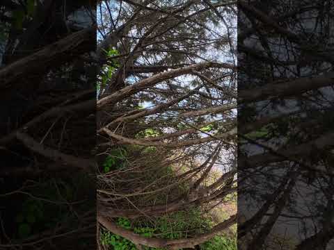 Inside a Cedar Tree in Tennessee with my Insta360 X5