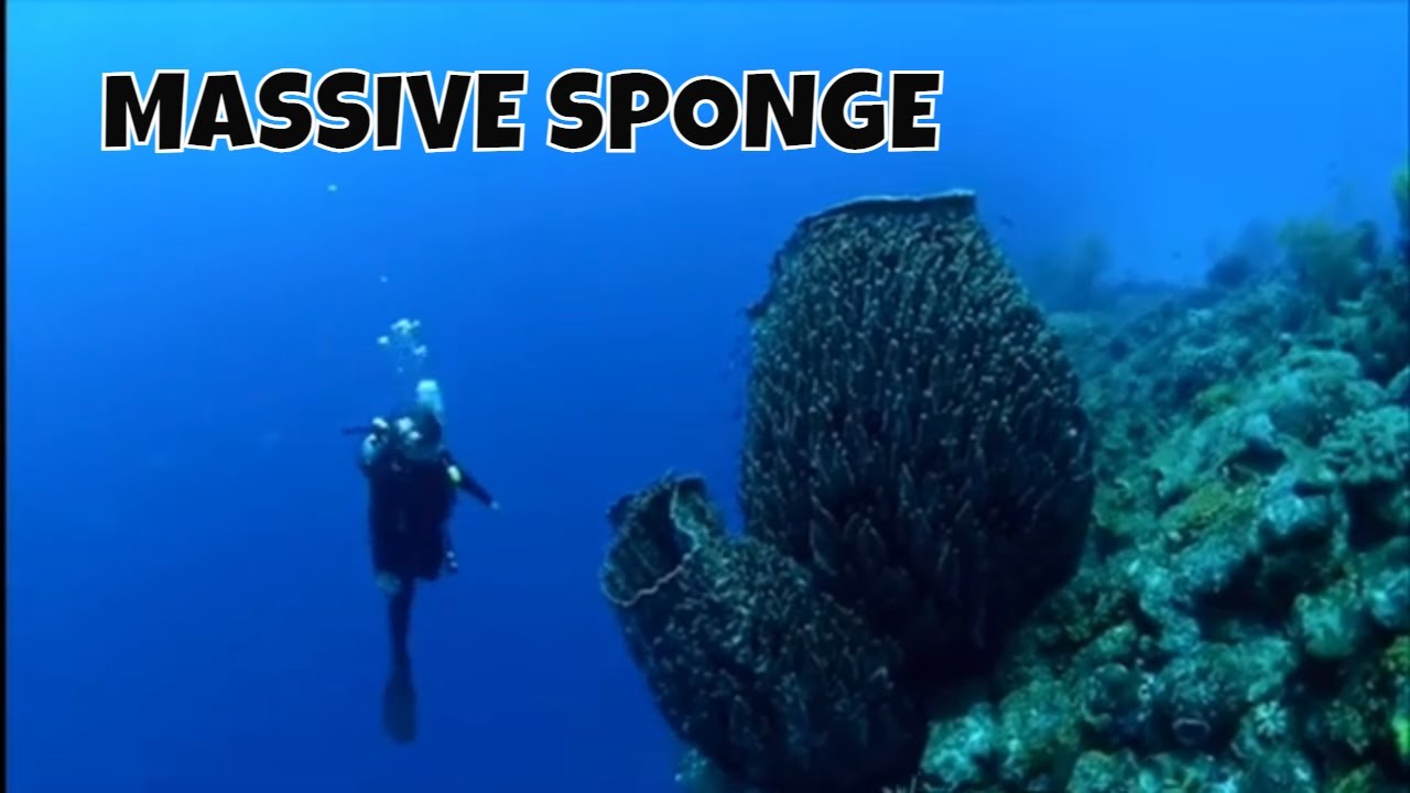 80% of all Sponges, CLASS DEMOSPONGIAE / NAVIGATION THROUGH OCEAN CLASSIFICATION
