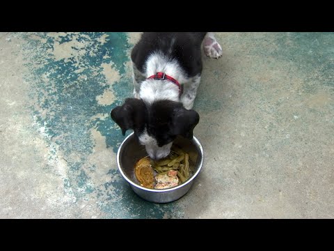 Video: Tulsa Animal Services holds Barksgiving event