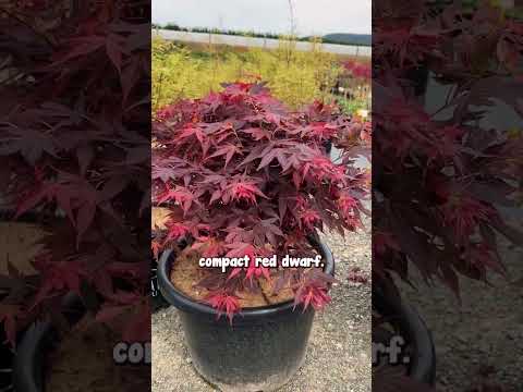 Here’s the Perfect Small Japanese Maples For Your Balcony and Patio.