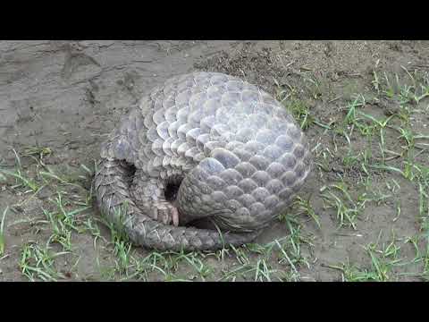 CHINESE PANGOLIN. A short film by Champak Deka