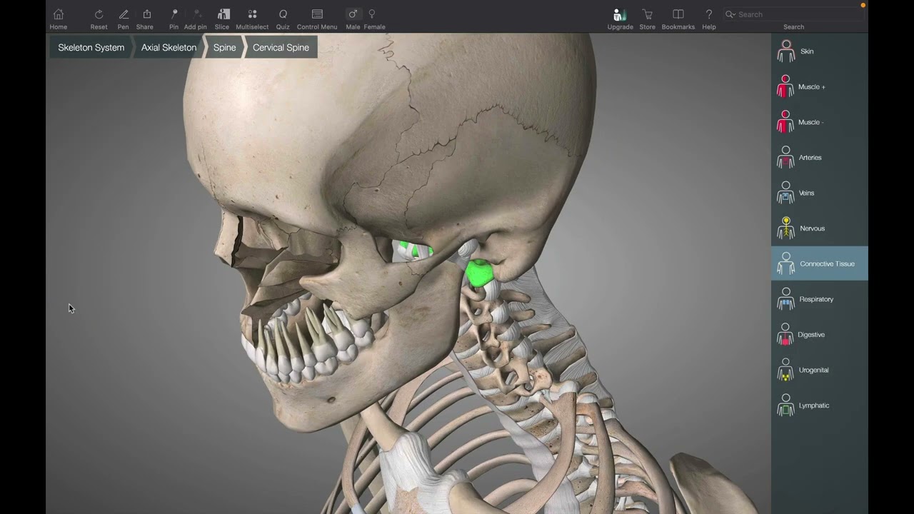 Review of ANATOMY of the SKELETAL SYSTEM