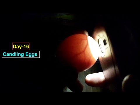 Candling Eggs Day-16 | Incubator For Chicken Eggs