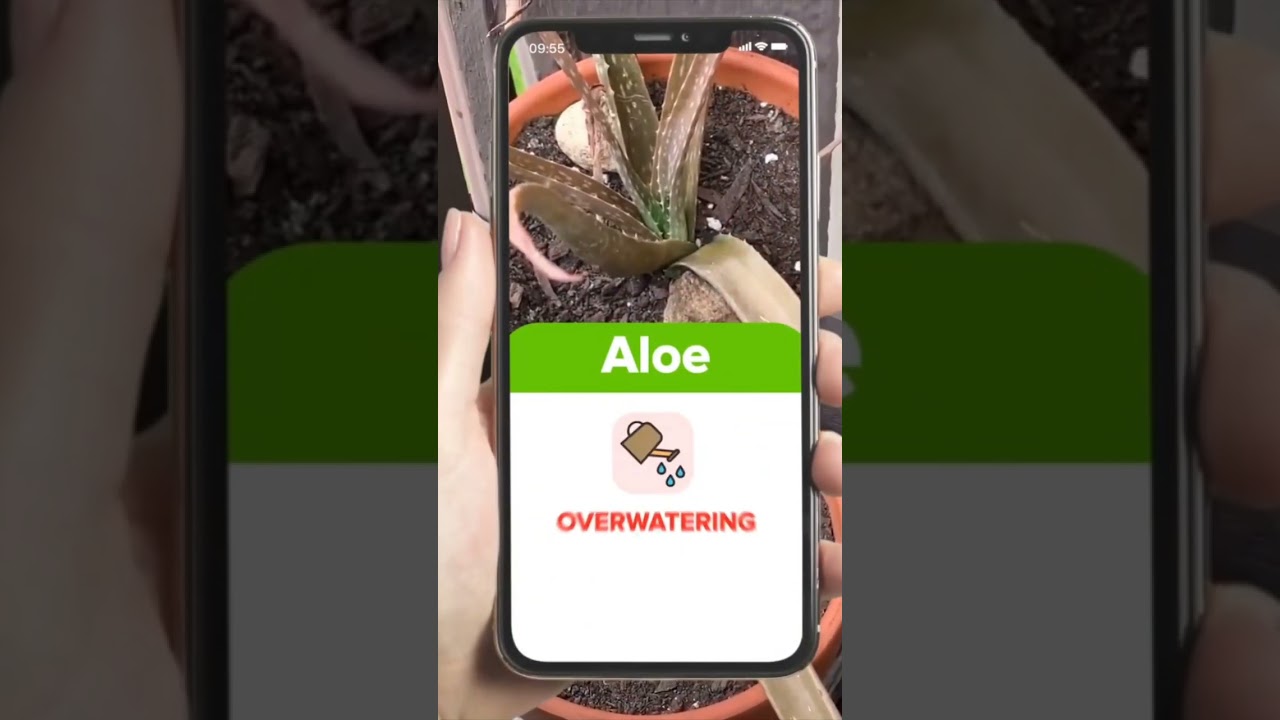 Plant identifier & disease diagnosing App.