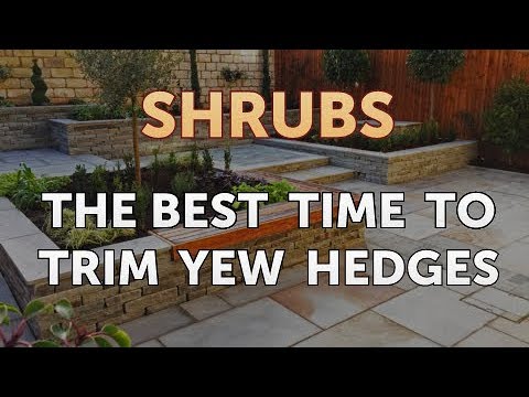 The Best Time to Trim Yew Hedges