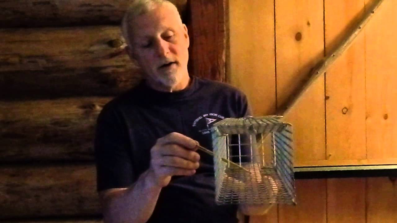 How to set the NEW Comstock live cage trap for squirrels and small animals