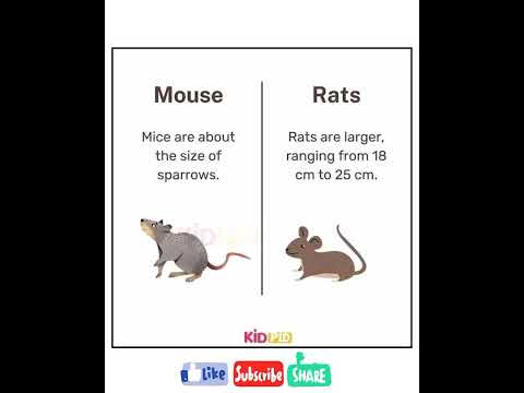 Difference between Mouse & Rats #shortsvideo