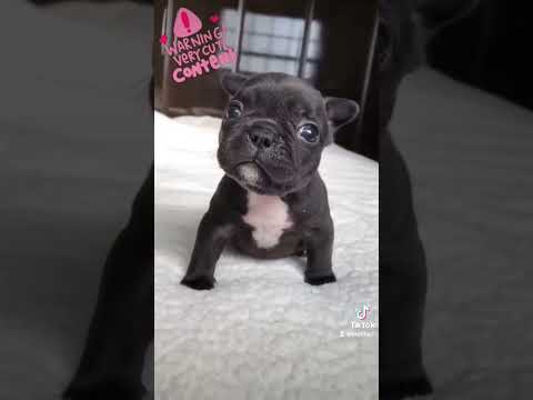Very Cute Little Puppy Barking!!!