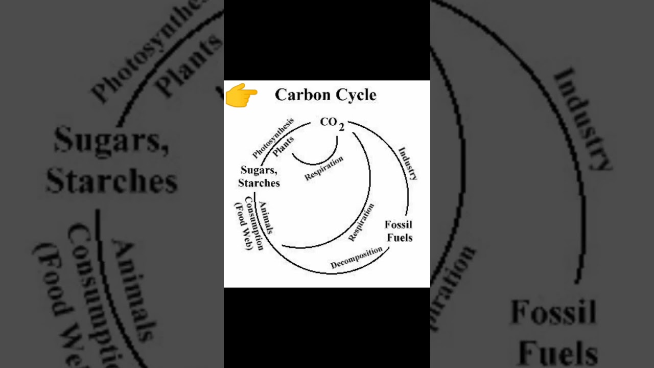 Carbon Cycle // Science // shorts