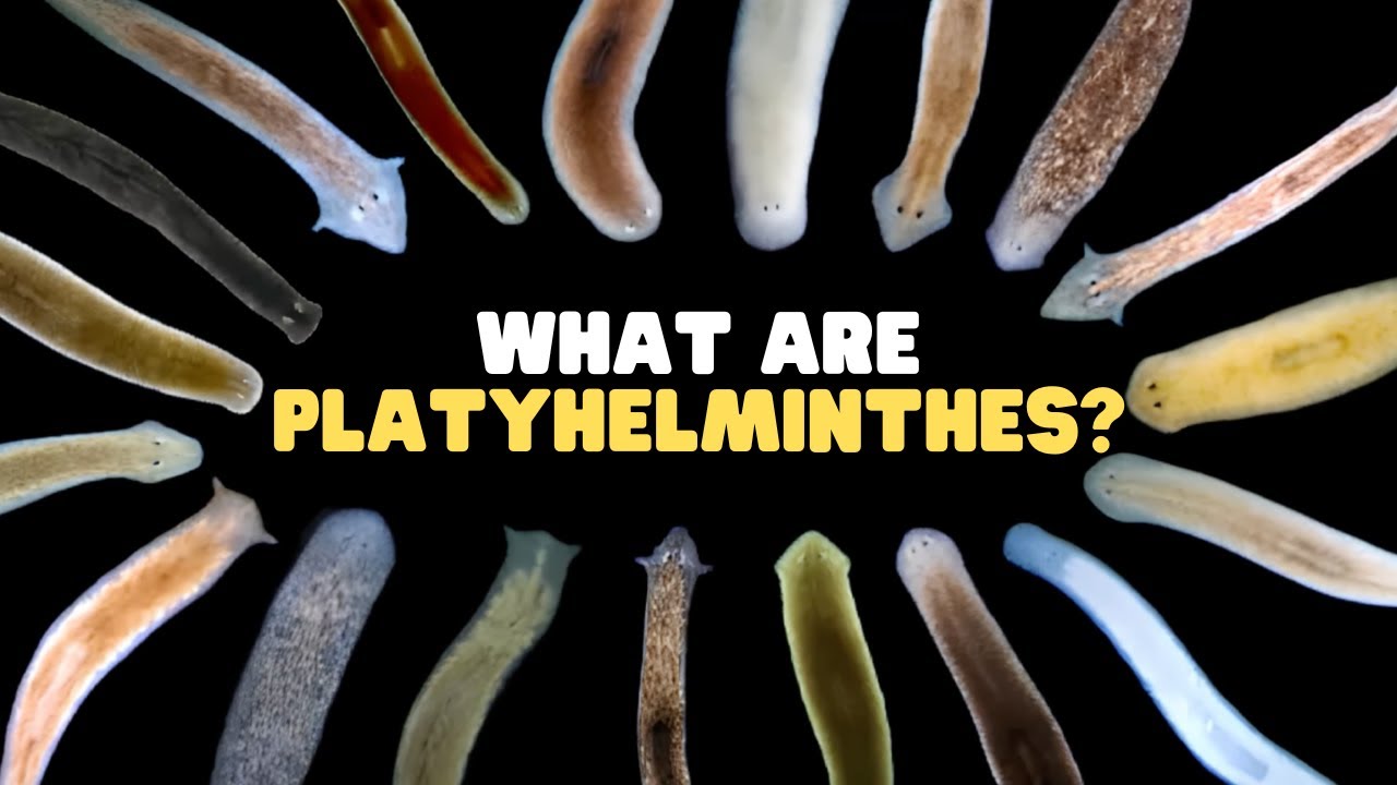 What Are Platyhelminthes? | Learn about the flatworms in this interesting phylum