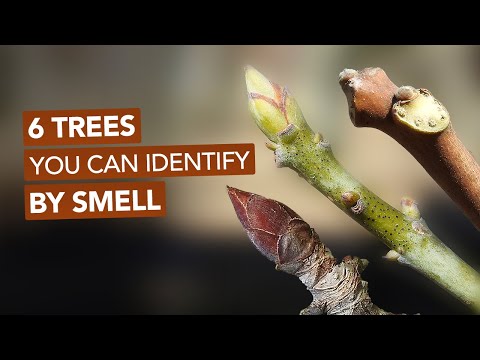 6 Trees You Can Easily Identify By Smell