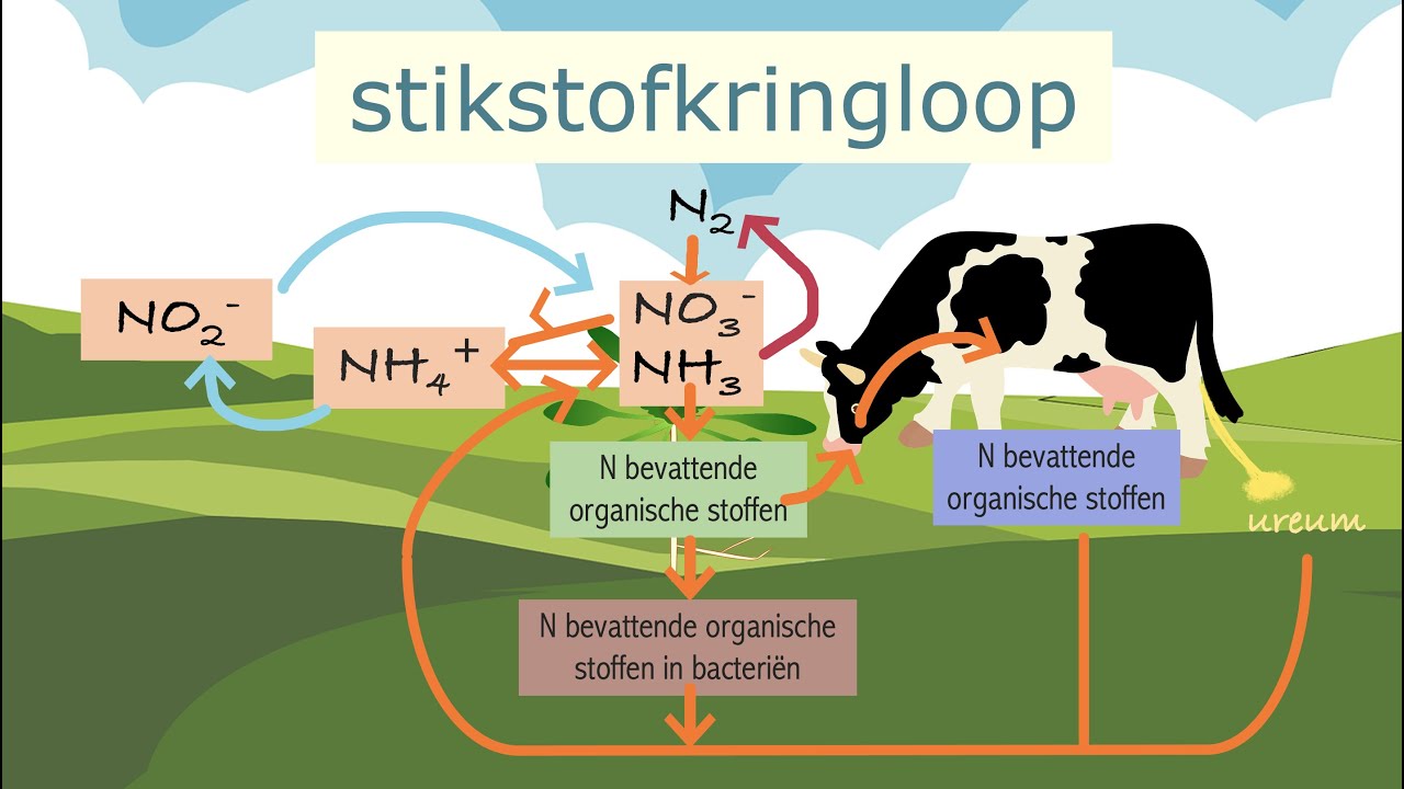 De stikstofkringloop