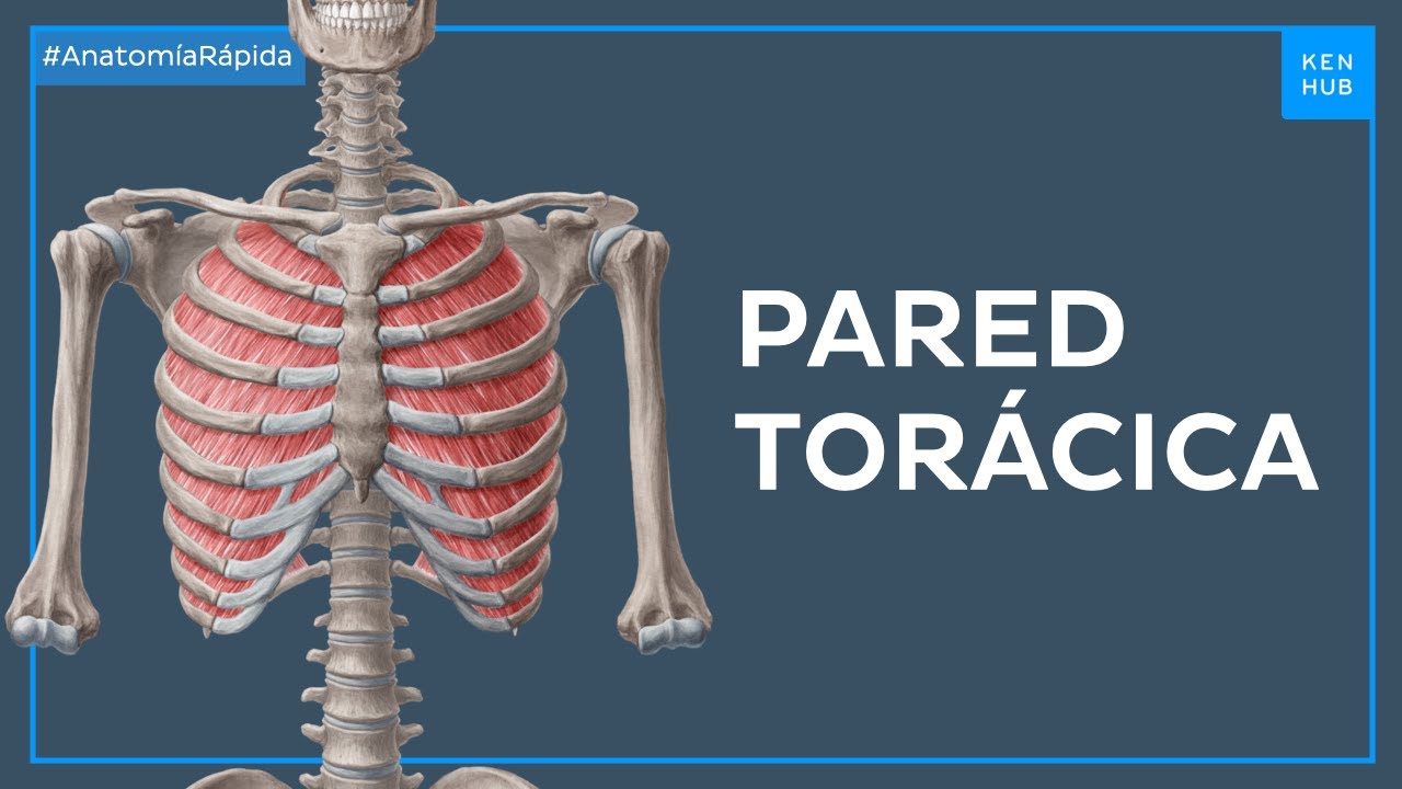 Introducción a la pared torácica - Anatomía Fácil | Kenhub