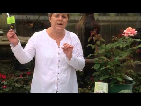 Garden Center | Milwaukee, WI – Bluemel’s Garden & Landscape Center