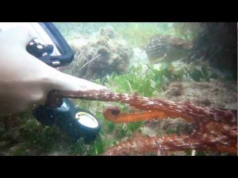 Consider The Octopus – The Dish