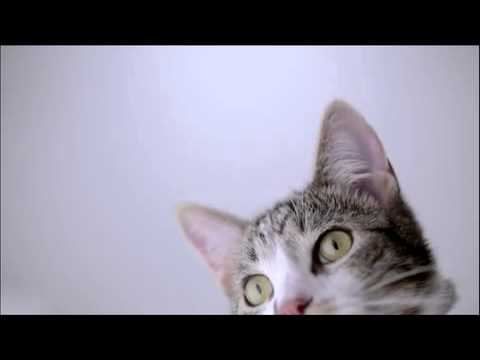Special Care Instructions from Partners for Healthy Pets