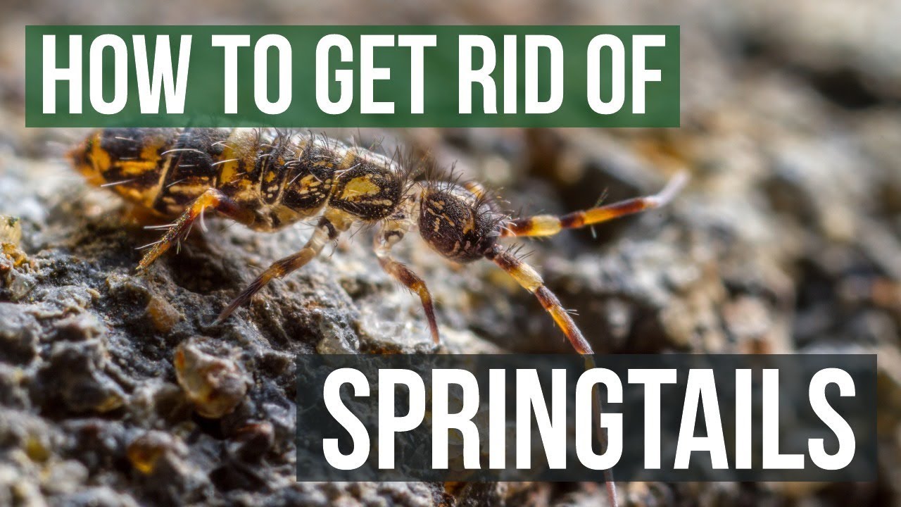 How To Get Rid of Springtails | DIY Springtail Control Products