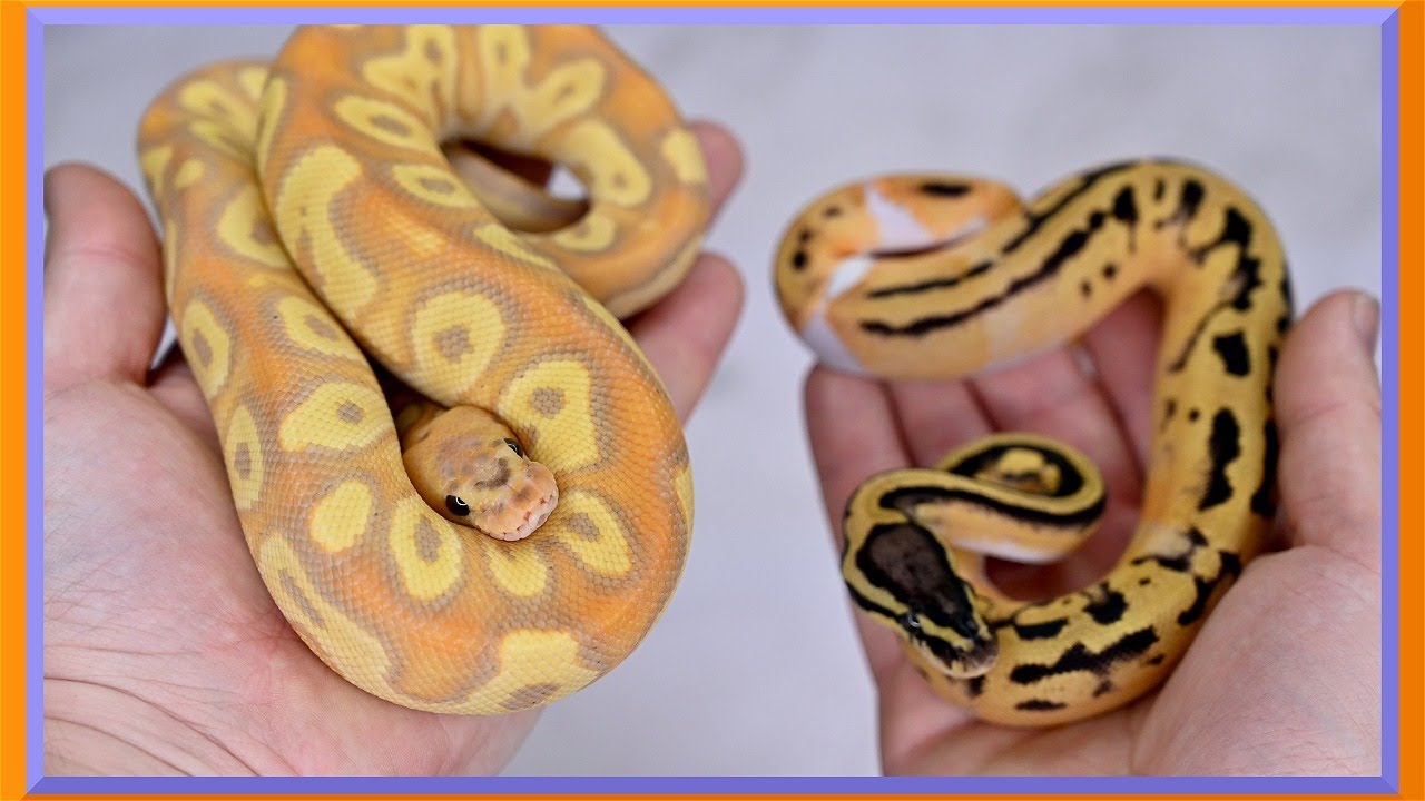 2022 Ball Python Season- Holdbacks and Pickups (Part 2)
