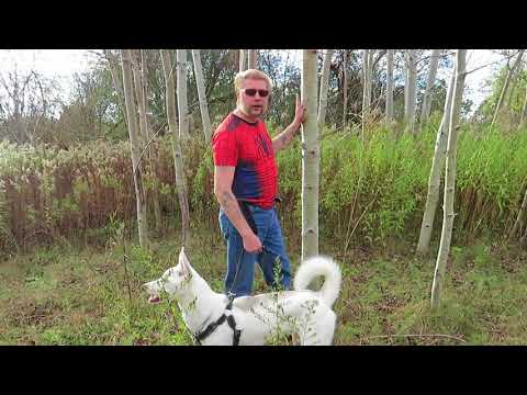Wild Medicinal - Poplar Tree