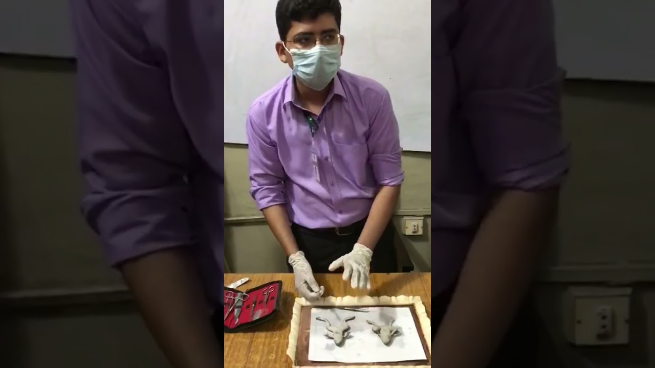 dissection of frog #coaching_classes biology
