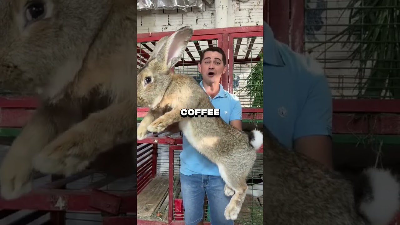 This Fat Bunny #funny #funnyvideo #funnymemes #bunnylife #bunny