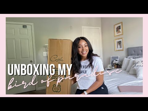 Unboxing My White Bird of Paradise Plant from Home Depot