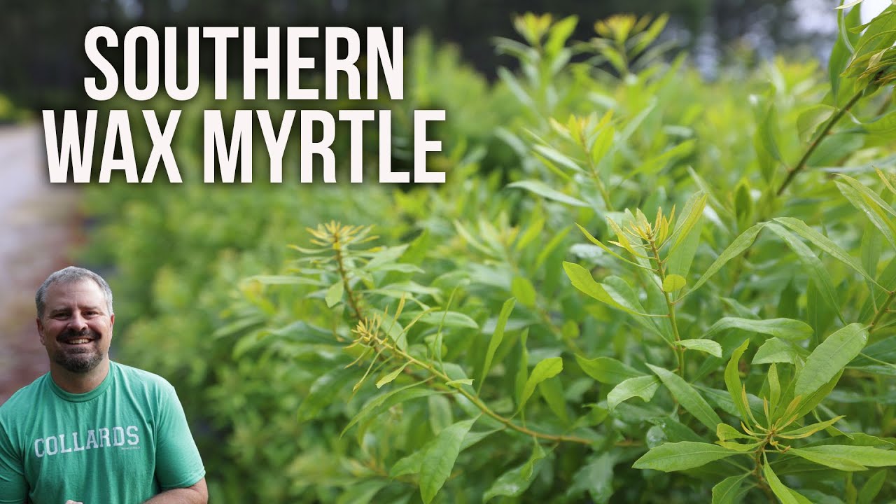 Southern Wax Myrtle - Morella cerifera (Myrica cerifera)