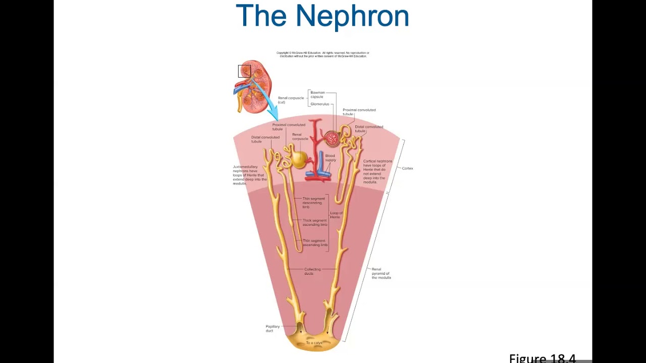 Ch. 18 (Urinary System)